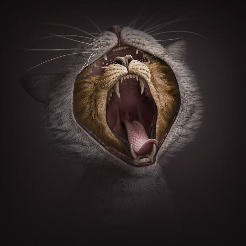 Beretin BC — AMP Propaganda